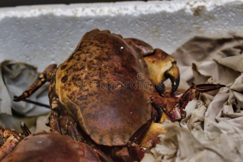 Close-Up of a Brown Crab in Container Stock Photo - Image of life, grow ...