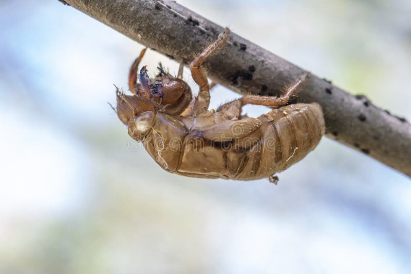 Close Up View of a Dead Cicada on a Tree Branch Stock Photo - Image of ...
