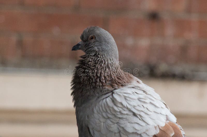 Close Up View of a Brown Dove Head Stock Photo - Image of nature, peace ...