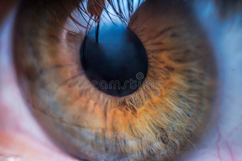 Close-up View on Brown Human Eye Stock Image - Image of optic, eyeball ...