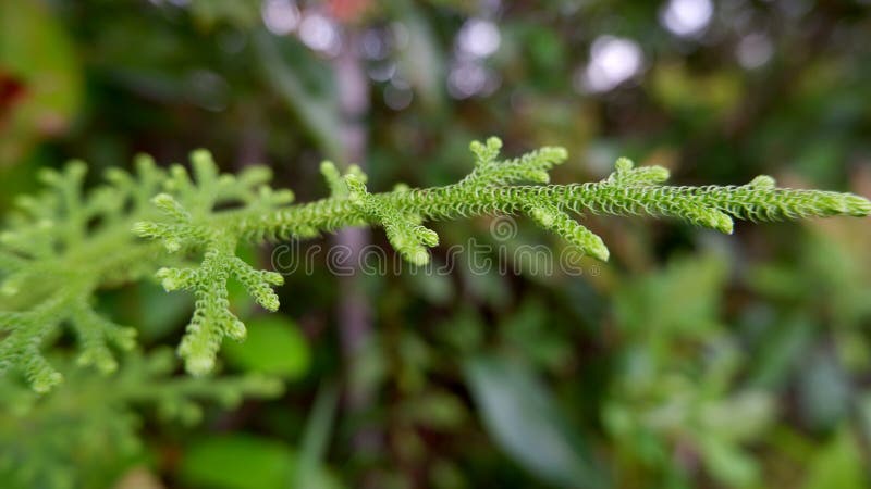 Bud Tip of Lycopsida Subdivision Plant with Forest Background Stock ...