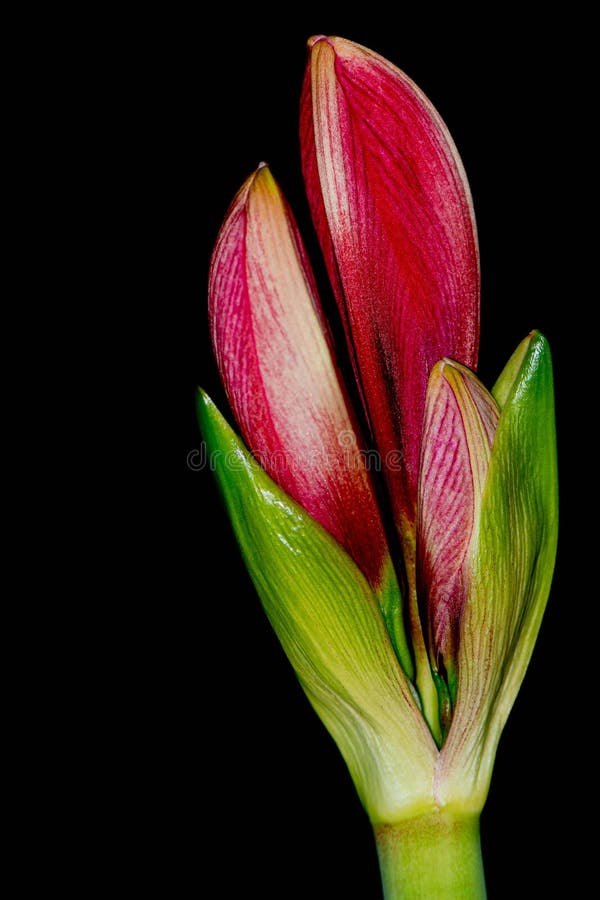 Close Up View of a Budding Amaryllis Flower Angled on Black Background ...