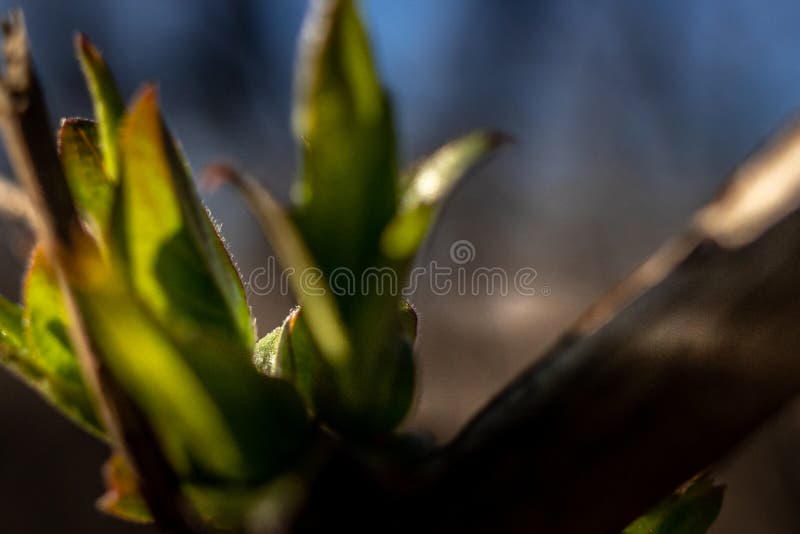 Close-up of Budding Flower Bud, with Visible Petals and Leaves Stock ...