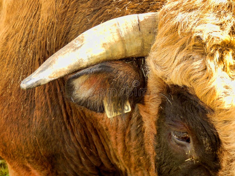 2,251 Bulls Head Stock Photos - Free & Royalty-Free Stock Photos from ...