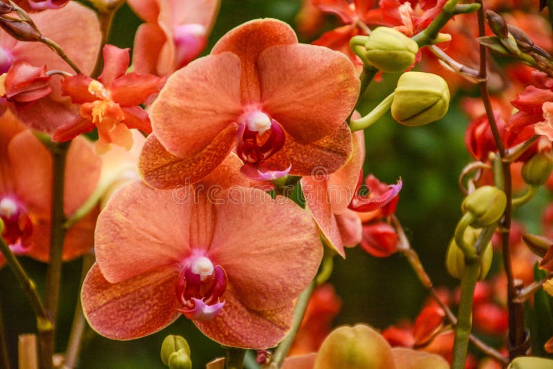 A Close Up of Beautiful Orchids Stock Photo - Image of beautiful ...