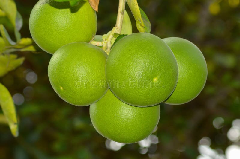 Close Up View a Bunch of Citrus Maxima or Pomelo Fruits Hanging on Tree ...