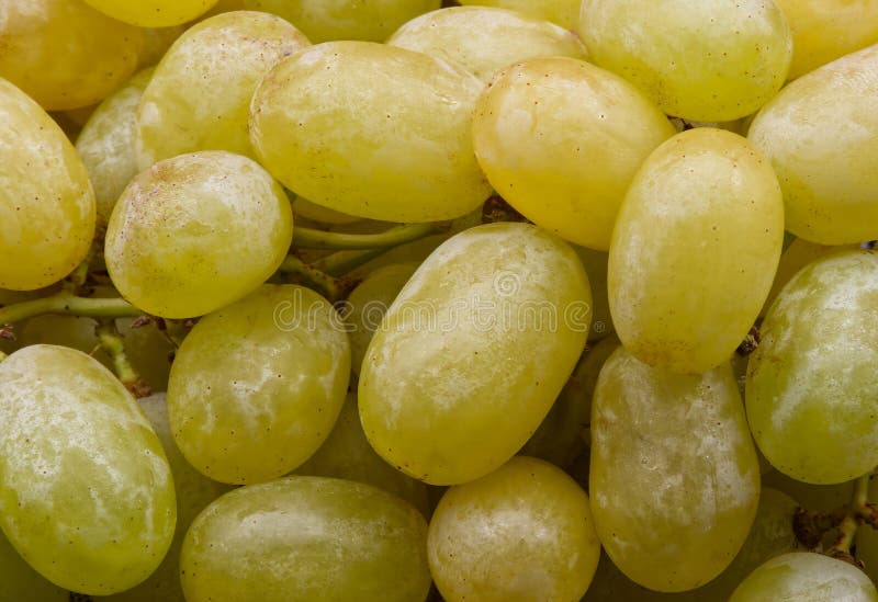 Close-up View of a Bunch of White Grapes Stock Photo - Image of plant ...