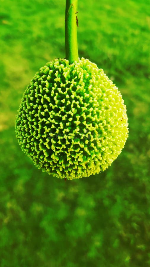 Close Up View a Burflower in Green Grass Stock Image - Image of ...