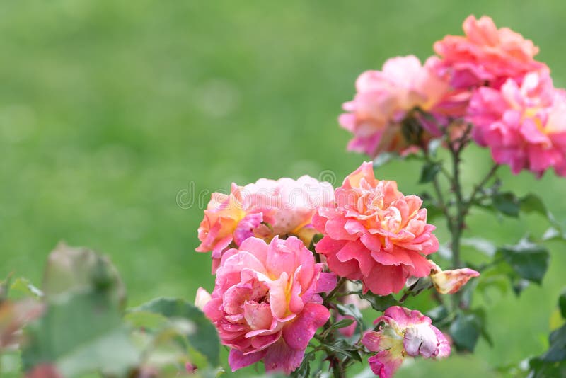 Close-up View of Bush Roses of Delicate Pink Color. Stock Photo - Image ...
