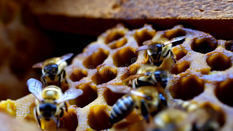 Close-up View of Busy Bees Building a Hexagonal Honeycomb Structure ...