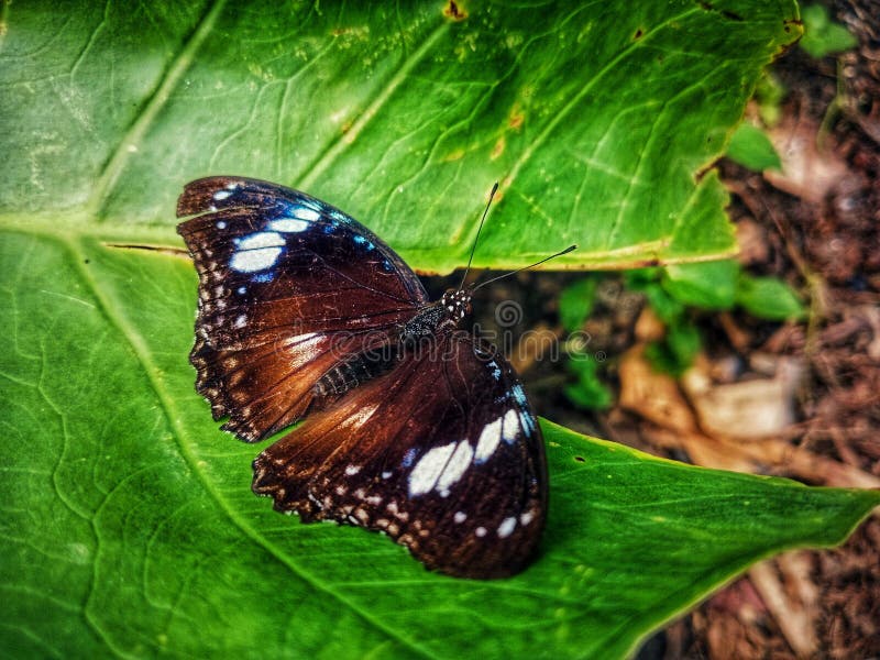 Close Up View of Butterfly Perched on Taro Leaf in Garden Stock Photo ...