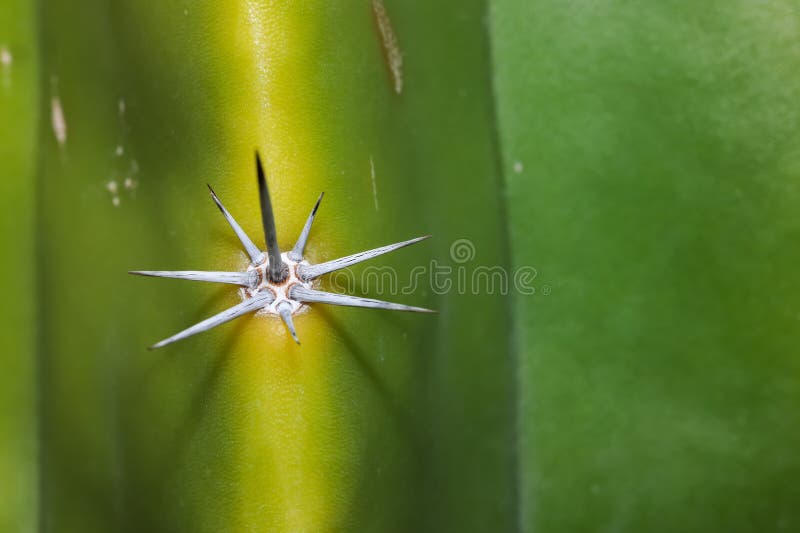 Close Up View of Cactus Needles on Green Plant Stock Image - Image of ...