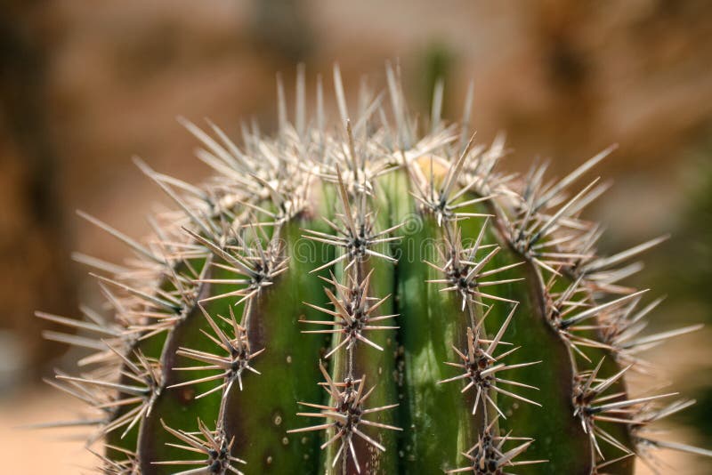 Top view of cactus stock image. Image of flora, objects - 41636937