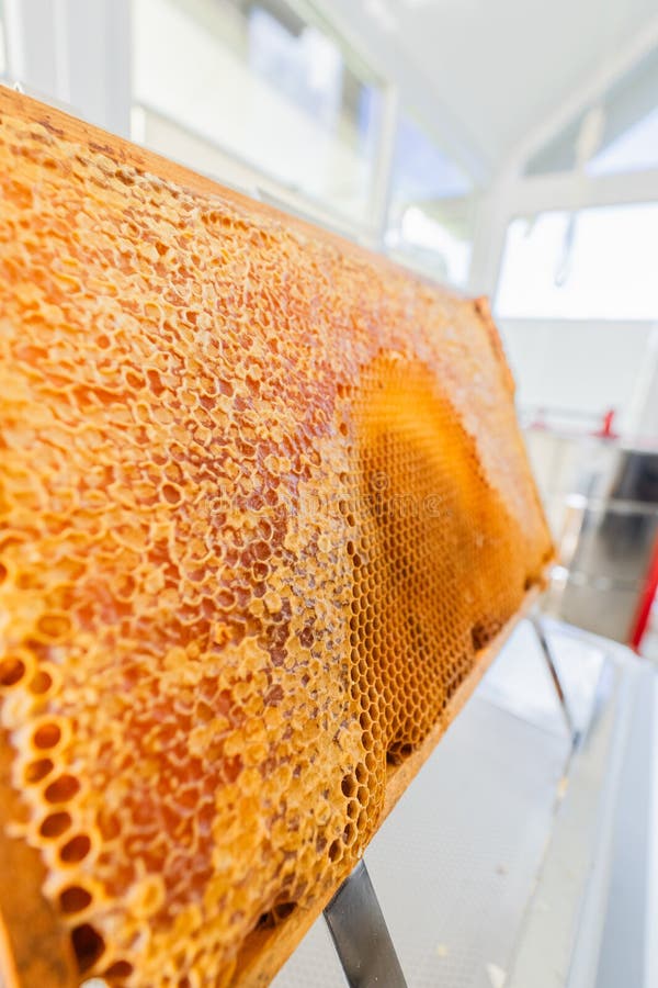 Close Up View of Capped Honeycombs of a Hive Frame Stock Image - Image ...