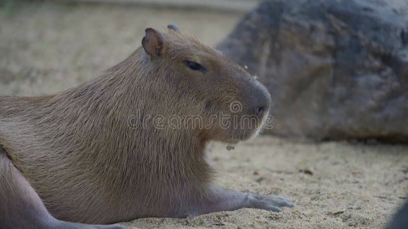 Close-up View of a Capybara Sleeping Capybara Stock Footage - Video of ...