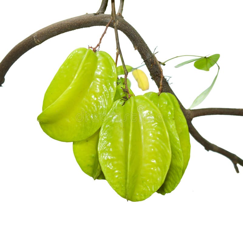 Carambola stock image. Image of plant, tree, macro, produce - 273734113