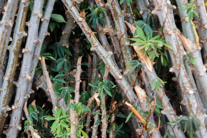 Segmented Appearance Stock Photos - Free & Royalty-Free Stock Photos ...