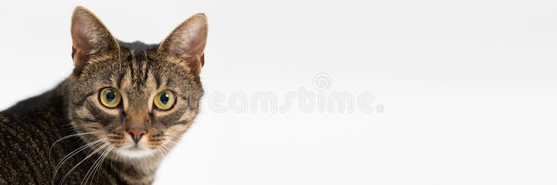 Close-up View of a she-cat Head Looking Straight into the Camera ...