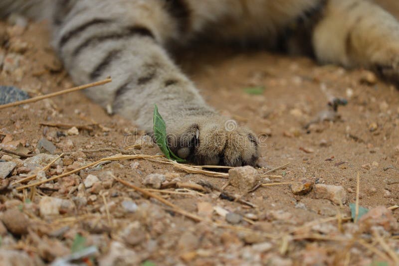 Close-up of Toenail with Fungus Infection Stock Photo - Image of ...