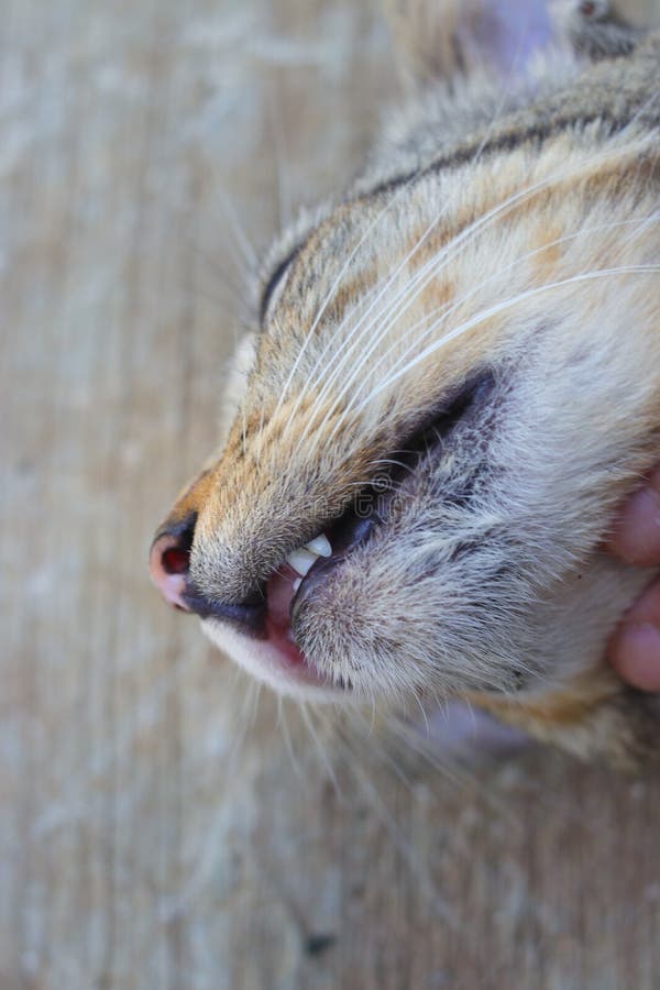 Close-up view of cat teeth stock image. Image of laziness - 241670981