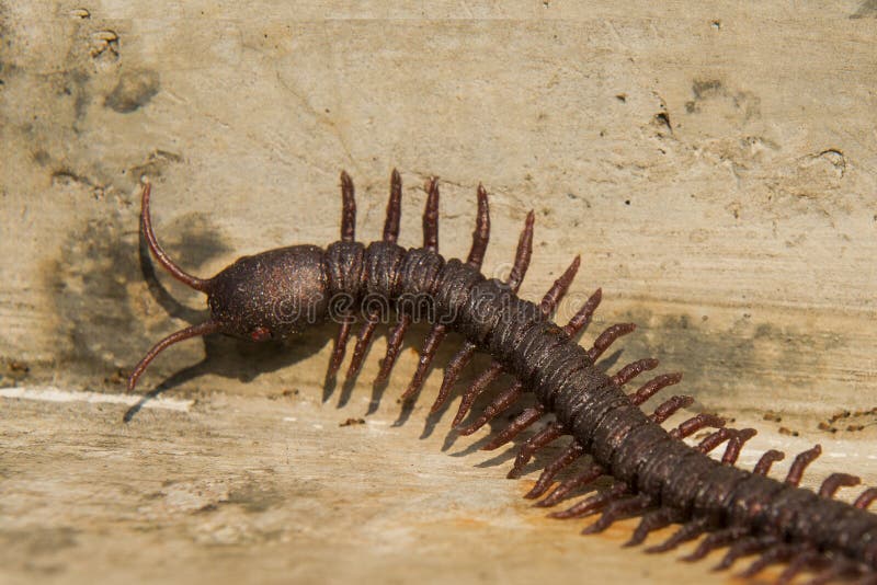 Close up view of centipede stock image. Image of aggressive - 232441749