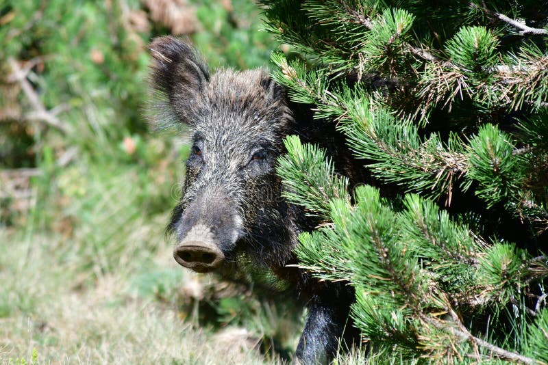 Close-up View of a Central European Boar Hiding Behind the Conifer Tree ...