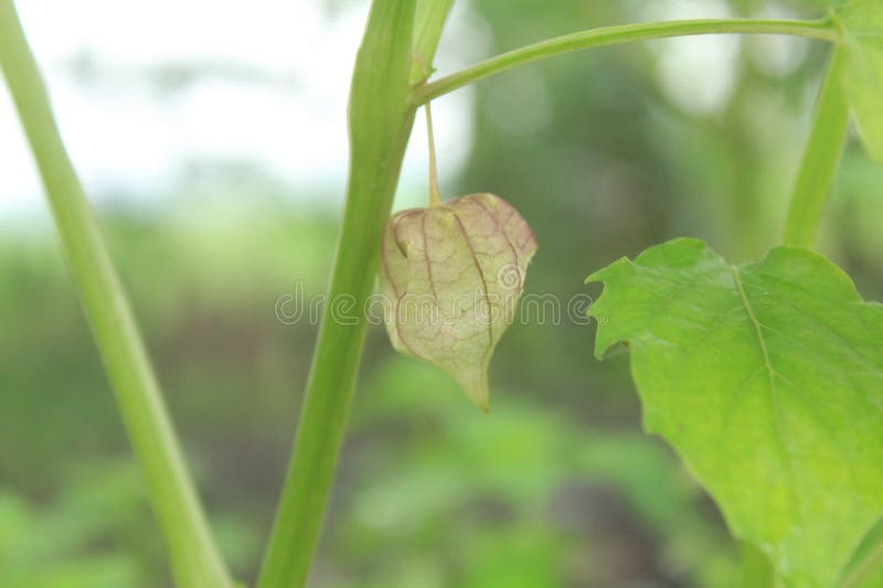 Close-up View of Ceplukan Fruit Stock Image - Image of garden, fruit ...