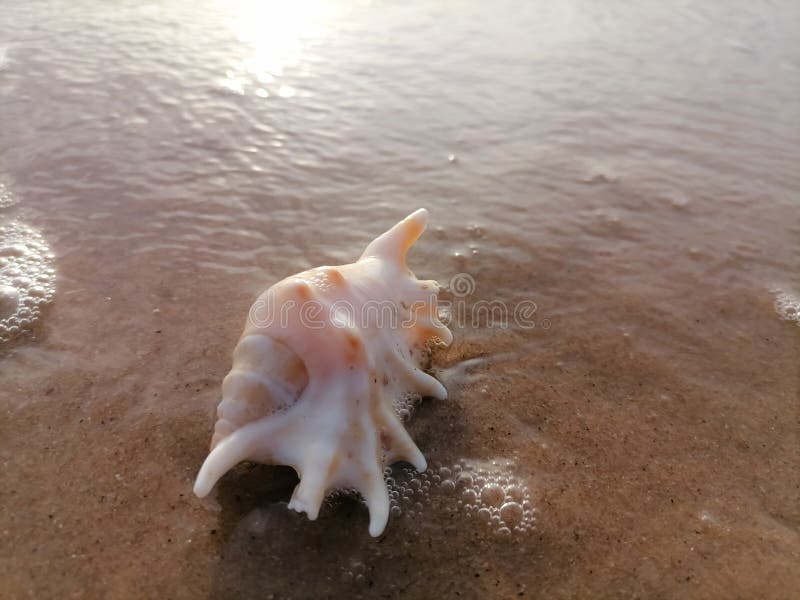 Close Up View of a Chank in Sand Beach Stock Image - Image of view ...