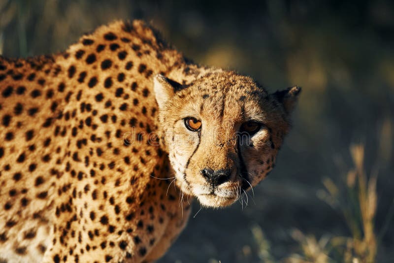 Close Up View. Cheetah is Outdoors in the Wildlife Stock Image - Image ...