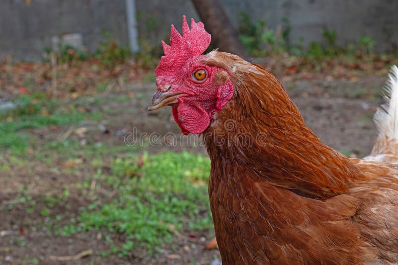 Close-up View of the Chicken Head Stock Image - Image of looking, farm ...