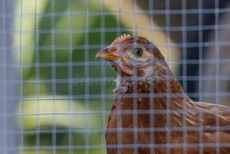 Close-up View of a Chicken Inside a Chicken Coop Stock Image - Image of ...