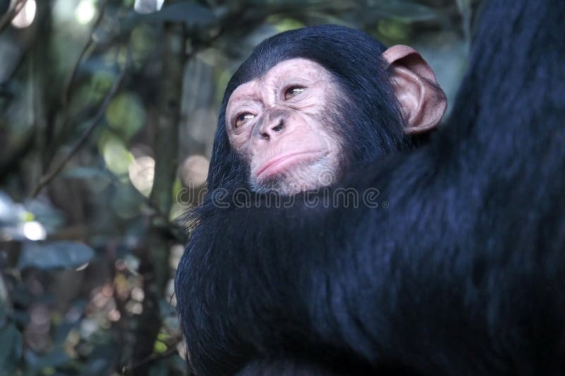 Close Up View of Chimpanzee Stock Image - Image of endangered, nature ...