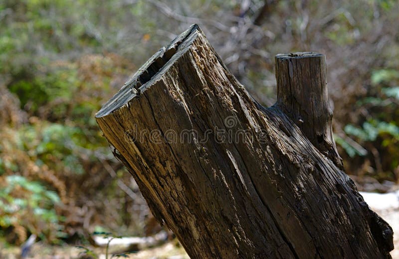Close Up View of Chopped Tree Stock Image - Image of felled, stack ...