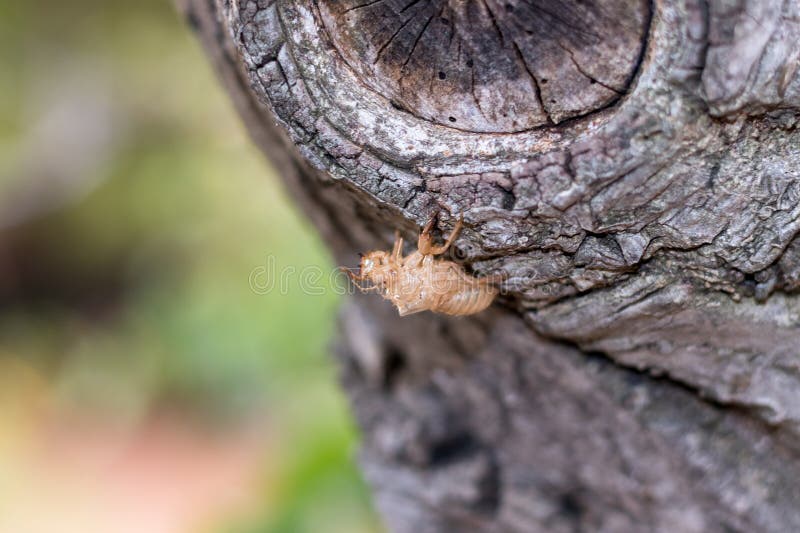 Cicada Nymph Shell on a Tree Trunk Stock Photo - Image of greece ...