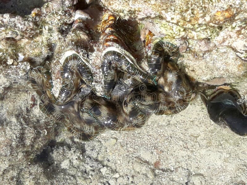 A Close Up View of a Cluster of Barnacles Attached To a Rocky Surface ...