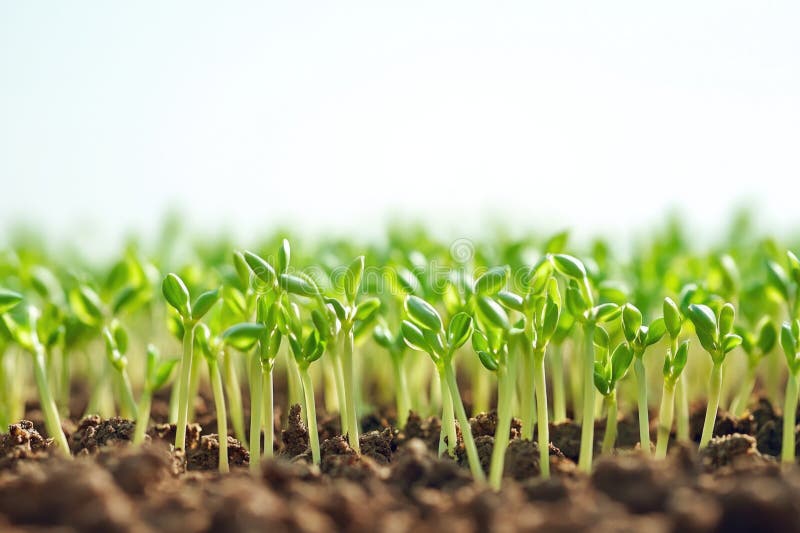 A Close-up View of a Cluster of Green Sprouts, Ready To Grow Stock ...