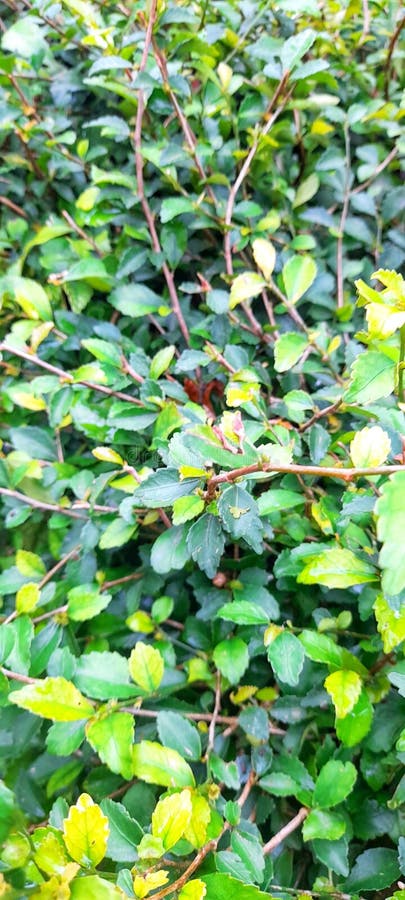 Close Up View of a Cluster of Leaves of Tea Tree or Acalypha Siamensis ...