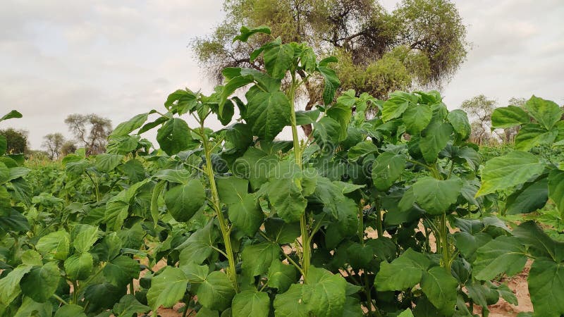 Growing Up Cluster Bean (Guar) Field, Close Up View Stock Photo - Image ...