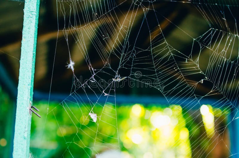 Cobweb with spider stock photo. Image of spider, fauna - 177927272