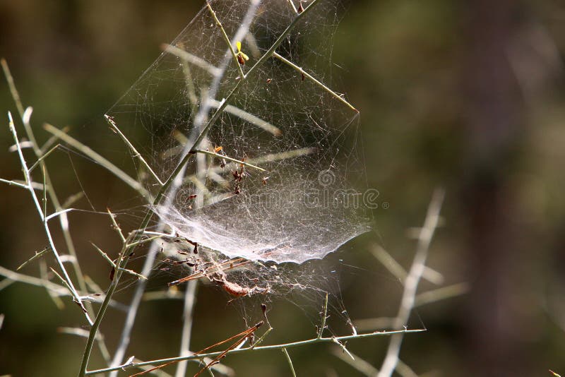 Close-up View of Cobweb Threads on Leaves and Branches of Plants Stock ...