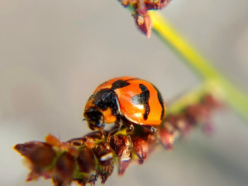 Close-up View of Coccinella Transversalis Known As Ladybug or ...