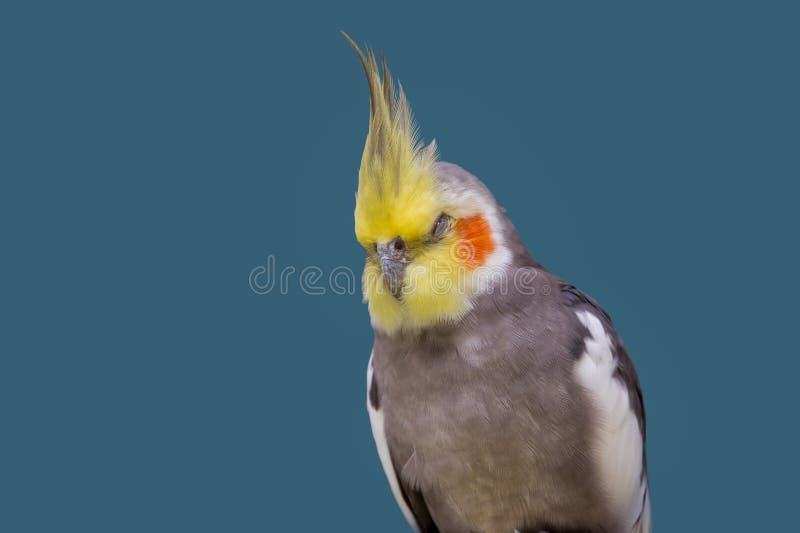 Close Up of the Cockatiel Bird Sleeping Against Blue Background Stock ...