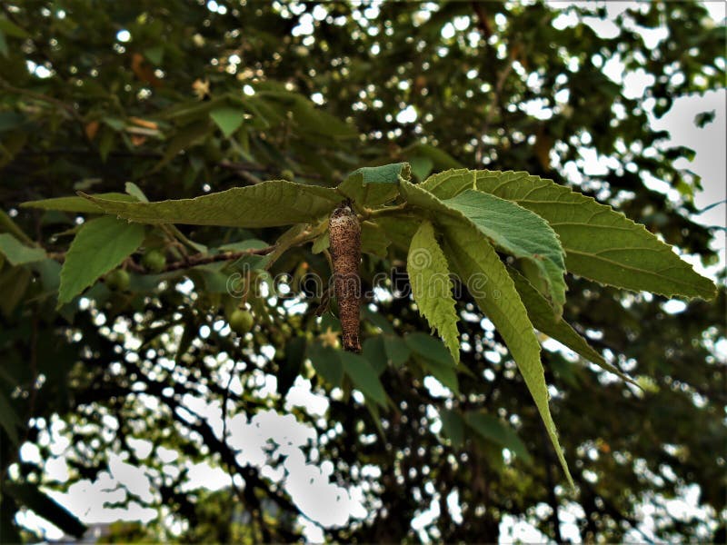 Close-up View of the Cocoon on a Cherry Tree Stock Photo - Image of ...