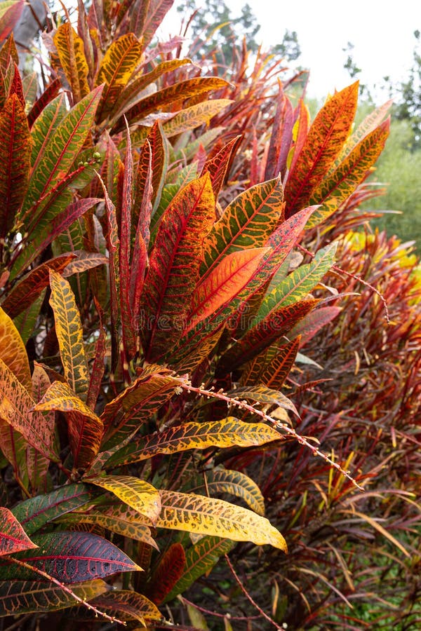 Codiaeum variegatum stock image. Image of detail, variegatum - 52870881