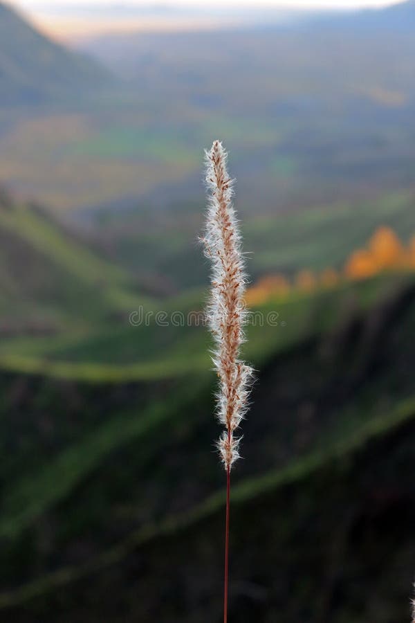 Close Up View of Cogon Grass with a Valley in the Background Stock ...
