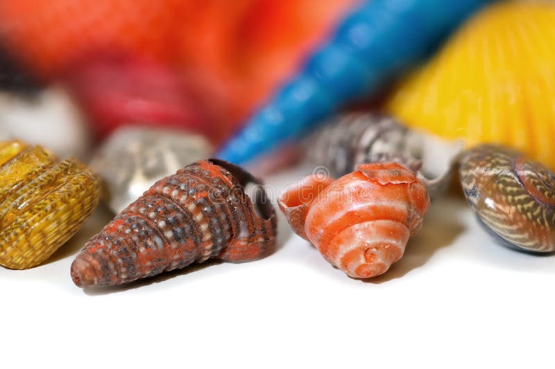 Close Up View of Colorful Sea Shells . Stock Photo - Image of blue ...