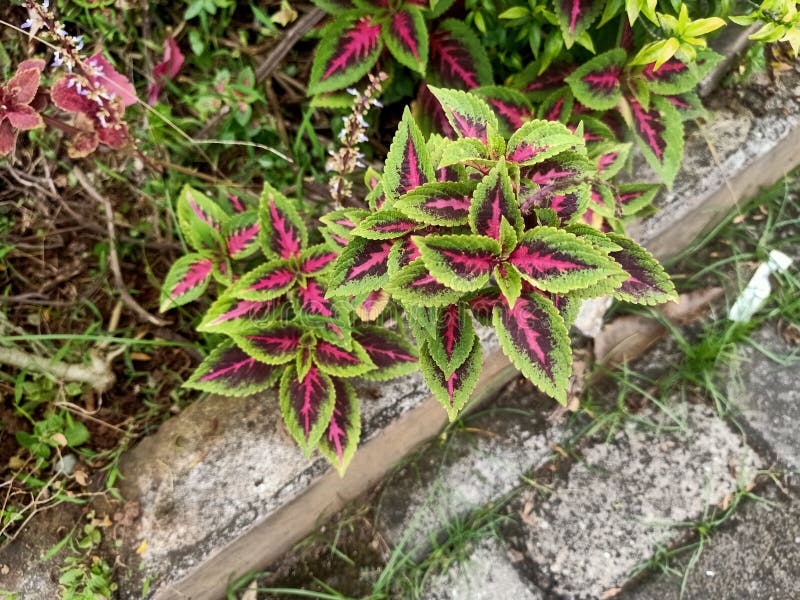 Close Up View of Common Coleus Plant Stock Image - Image of outdoor ...