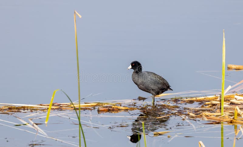 Common Coot Bird Natural Nature Wallpaper India Stock Photo - Image of ...