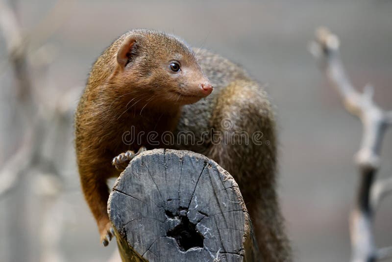 Close Up View of a Common Dwarf Mongoose Stock Image - Image of common ...