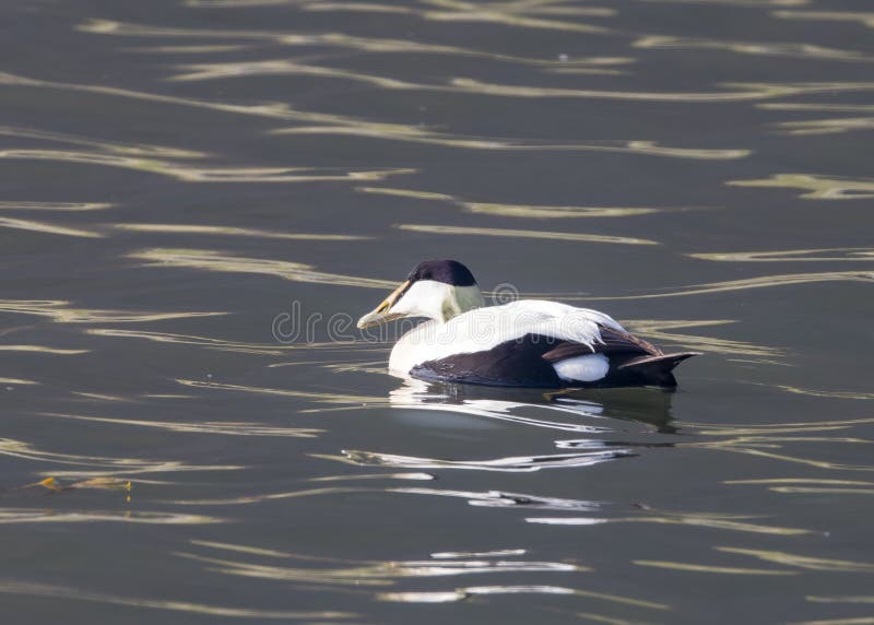 Close Up View of Common Eider Bird in the Lake in Iceland Stock Photo ...